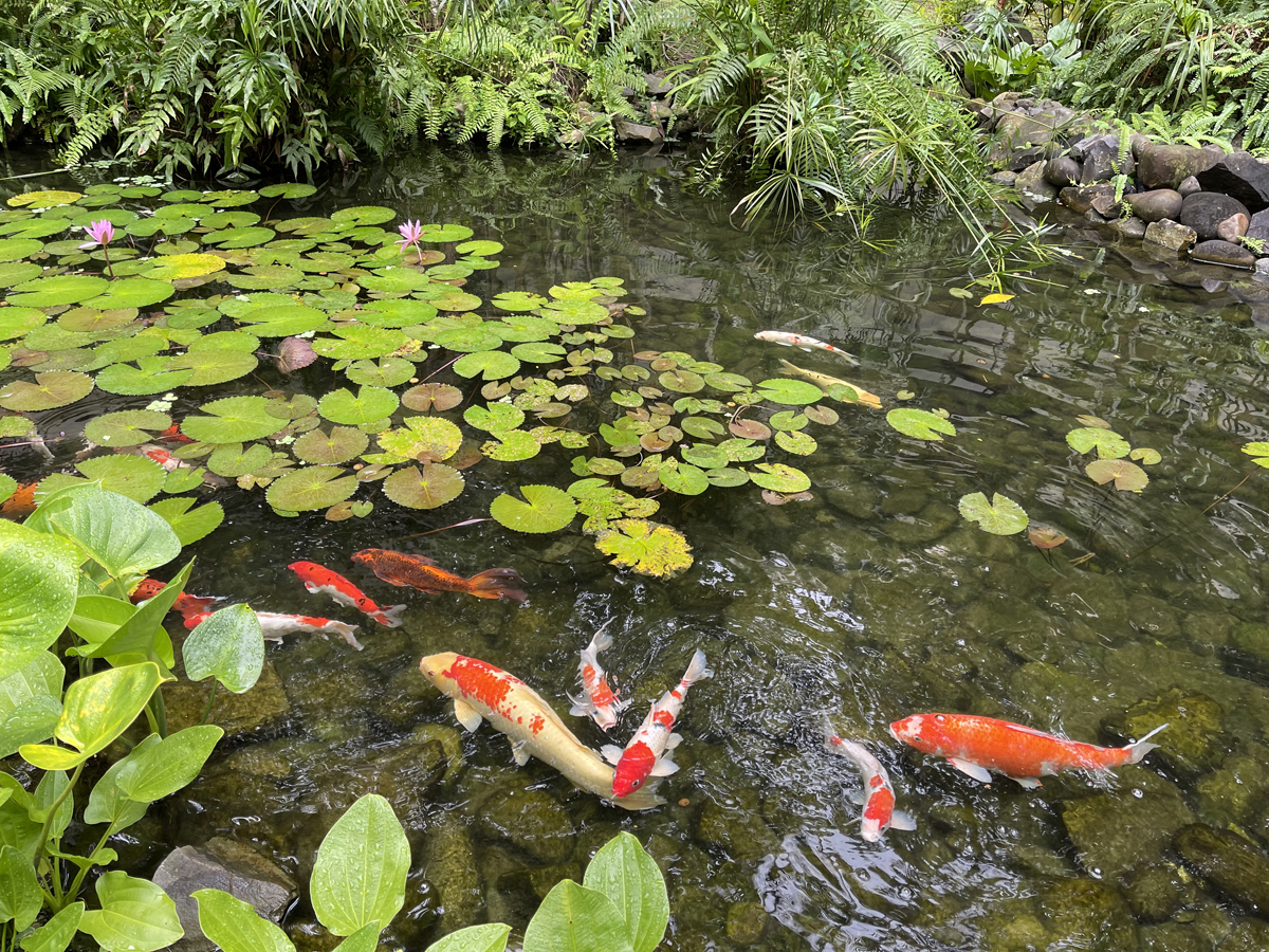 Preparing Your Koi Pond for Winter in the Phoenix Valley - The Backyard ...