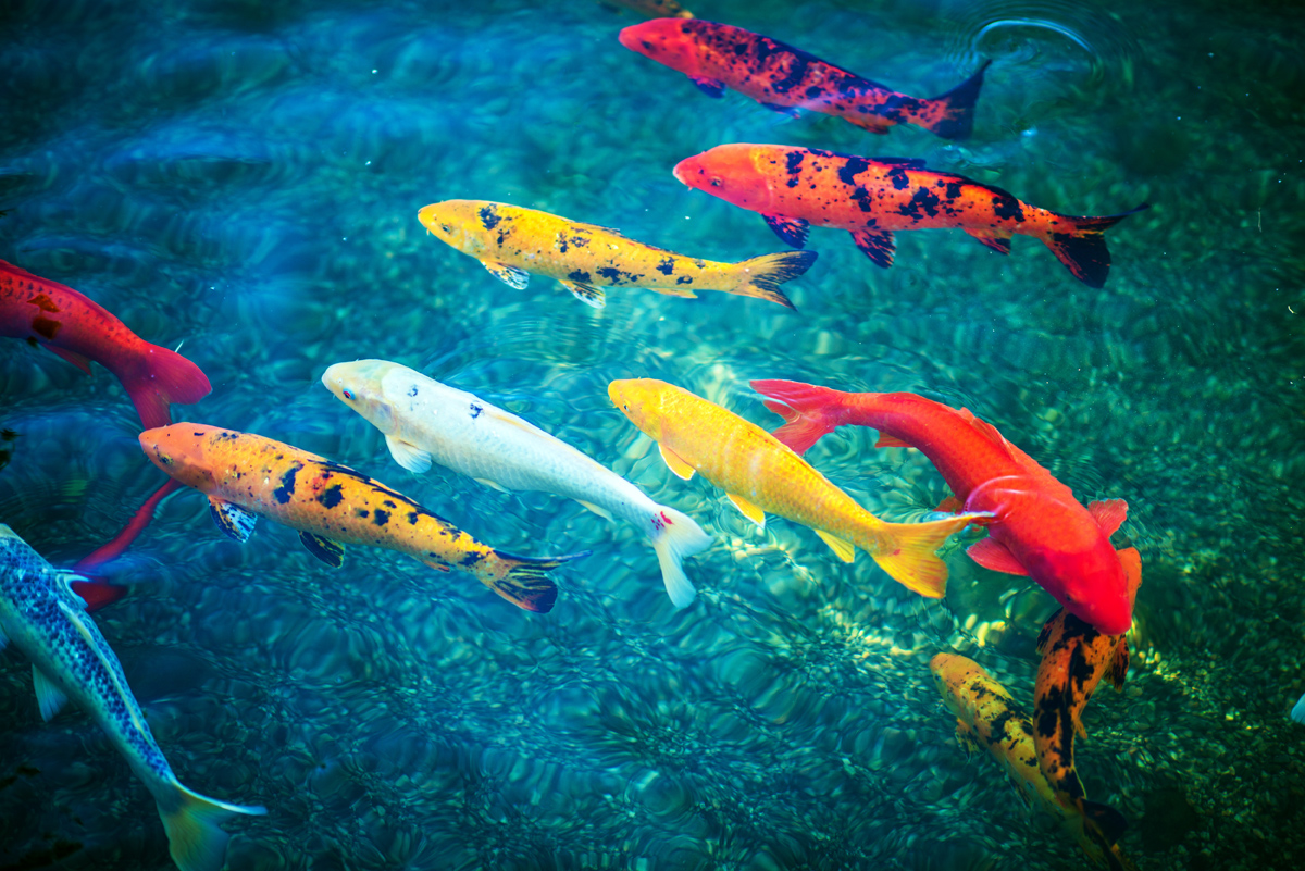 How Big Do Koi Fish Get? - The Backyard Pond Blog
